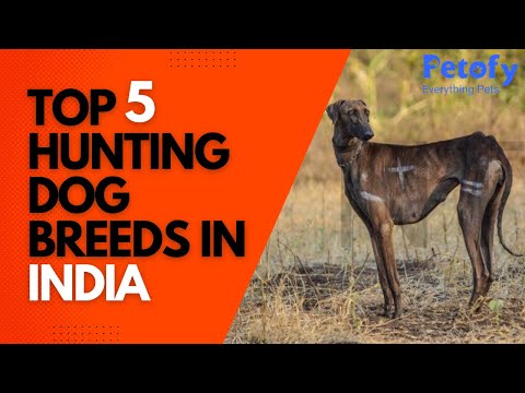TOP 5 HUNTING DOG BREEDS IN INDIA