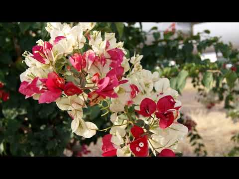 Bougainvillea Plant - Wholesale Price & Mandi Rate for Paper Flower ...