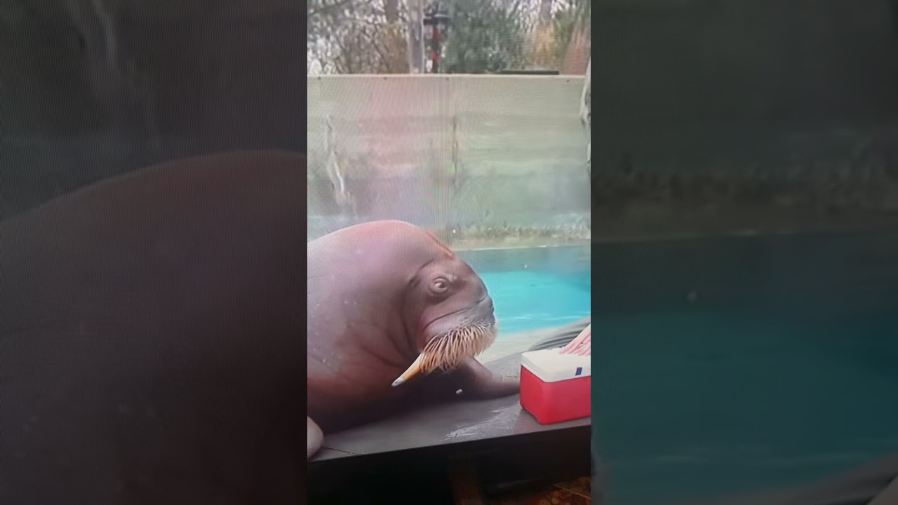 Alphabet Animal Song