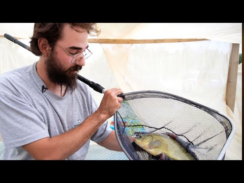 Tracking the threat of an invasive species: Tench