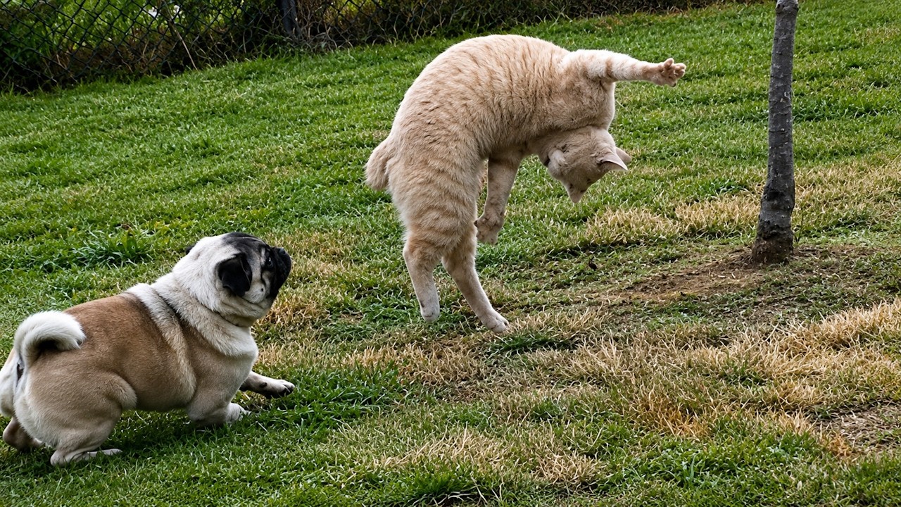 Cats Acting Unhinged