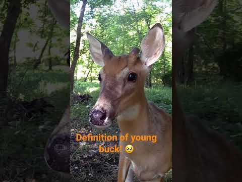 Definition of young buck #wildlife #animals #deer #nature