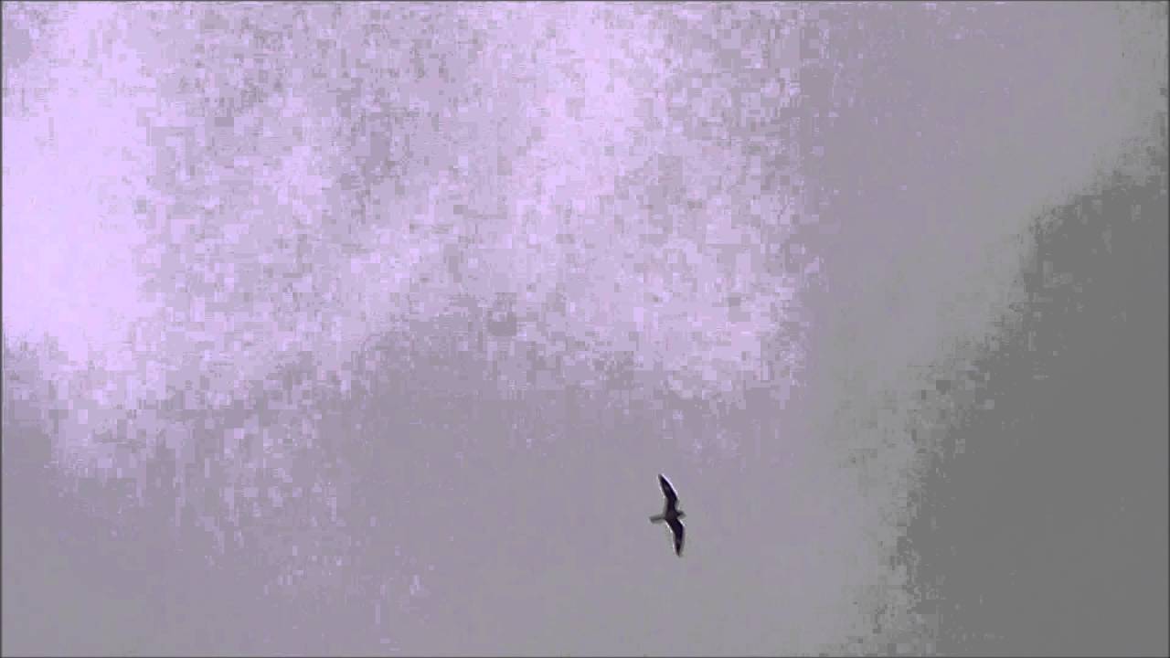 Common Nighthawk Mating Diving Sounds