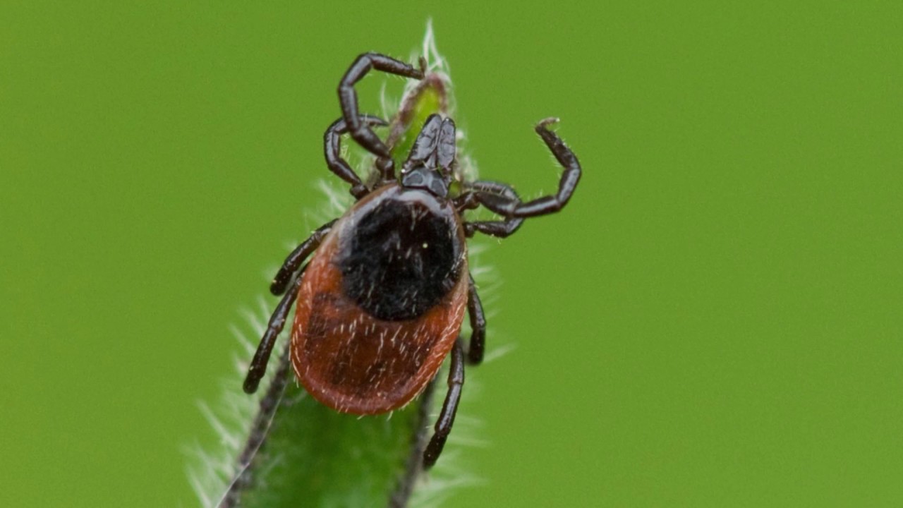 Tick Bite Prevention: Marin/Sonoma Mosquito & Vector Control District