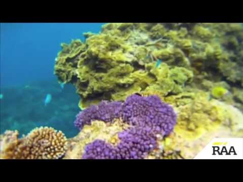 A day cruise to the Great Barrier Reef
