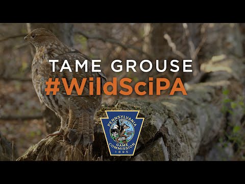 Tame Grouse - #WildSciPA