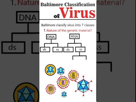 Baltimore Virus Classification: Part: 1