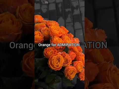 Meaning of different colours of roses 🌹🔮#viral_video #aesthetic