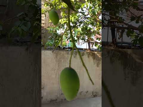 Botanical / Scientific name of mango