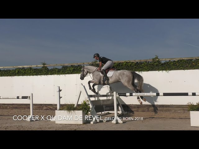 Youhorse.auction | Couperus