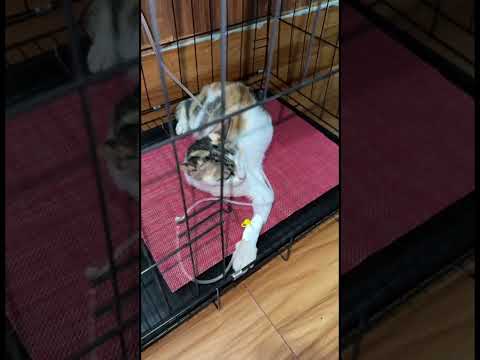 treatment cat has vomit and bloody diarrhea