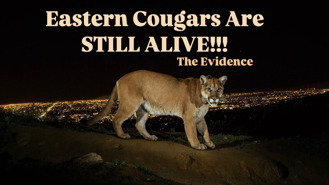 The Shocking Truth About Eastern Cougars EXPOSED!