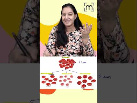 1 minute learning: Normocytic Anemia | Microctic Anemia | Macrocytic Anemia | MedLive