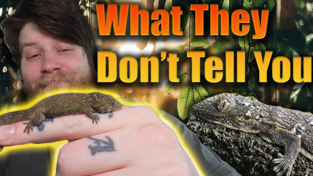 What You NEED To Know BEFORE You Get A Chameleon Gecko