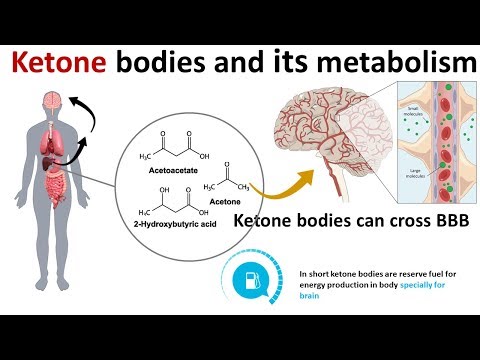 ketone bodies and its metabolism
