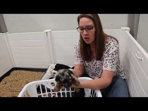 Karen's AKC Moyen Poodle Puppies