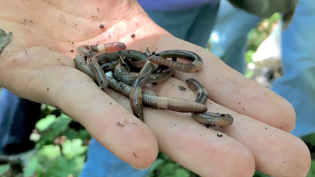 If You See This Jumping Worm, Kill It