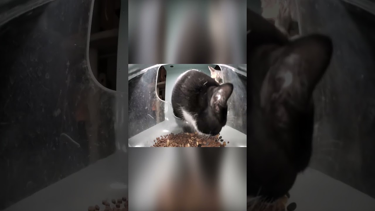 Street Cats Move In On a Feeder! 😹 #hellostreetcat #cat #purrrr #tuxedocat