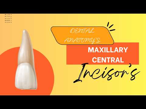 Maxillary Central Incisor | Dental Anatomy Explained for Students |Tooth Morphology