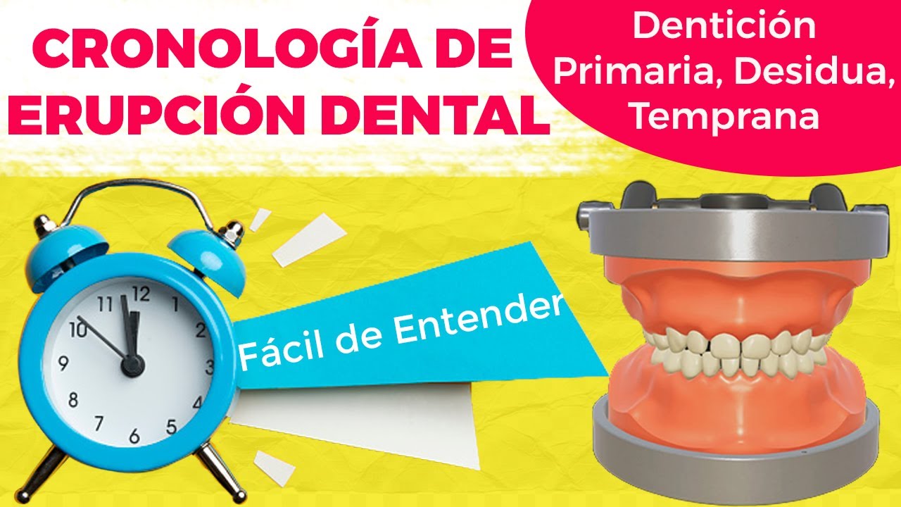 🦷Eruption Timeline: Primary and Deciduous Dentition / Dental Eruption / When Do Teeth Erupt?🦷