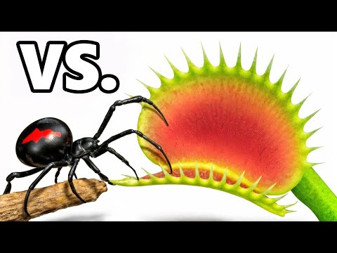 Black Widow vs Venus Fly Trap