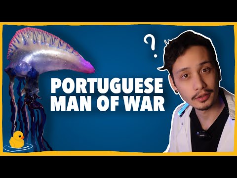 How does the Portuguese Man of War Reproduce? - Quack #6