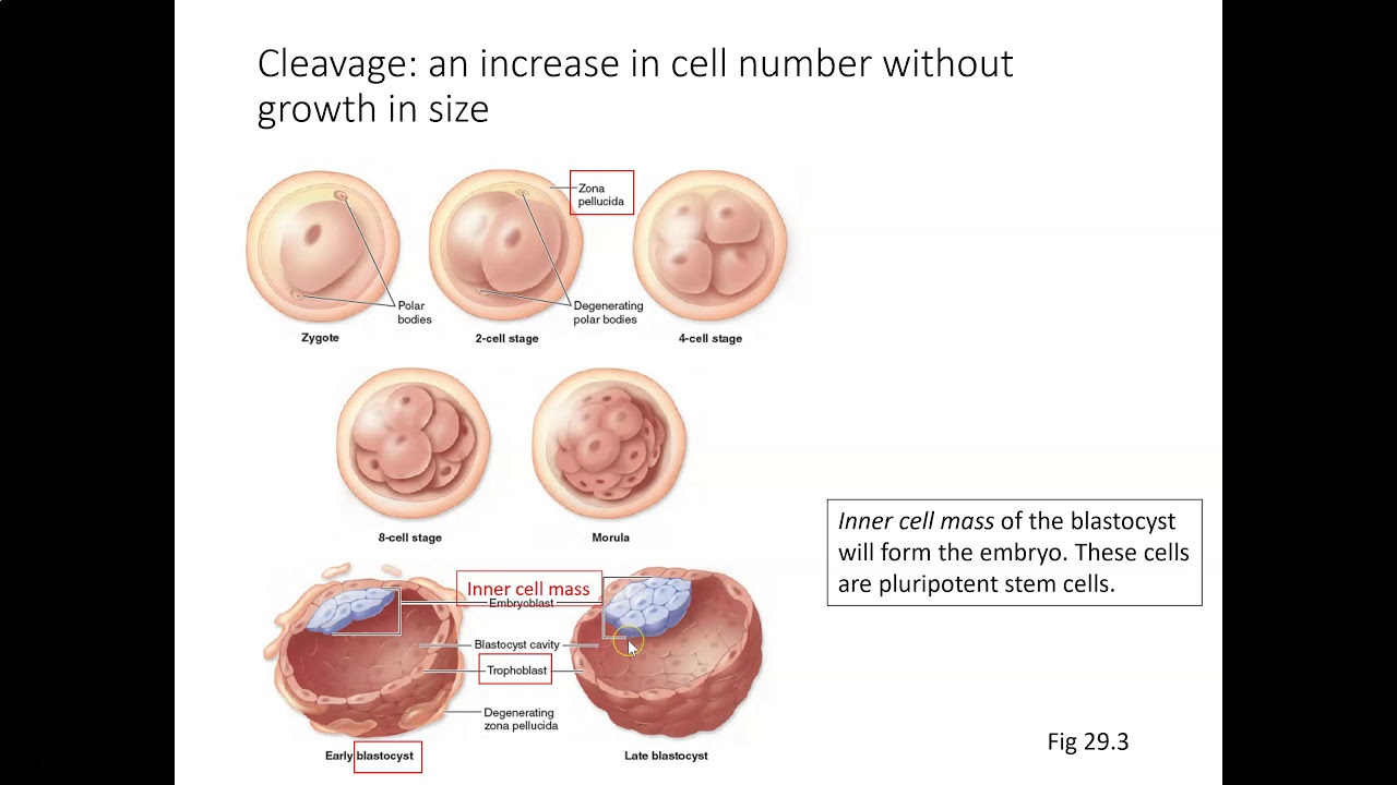 Chapter 29 Development, Pregnancy, and Heredity 1