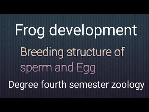 Frog development/ fourth semester zoology#embryology