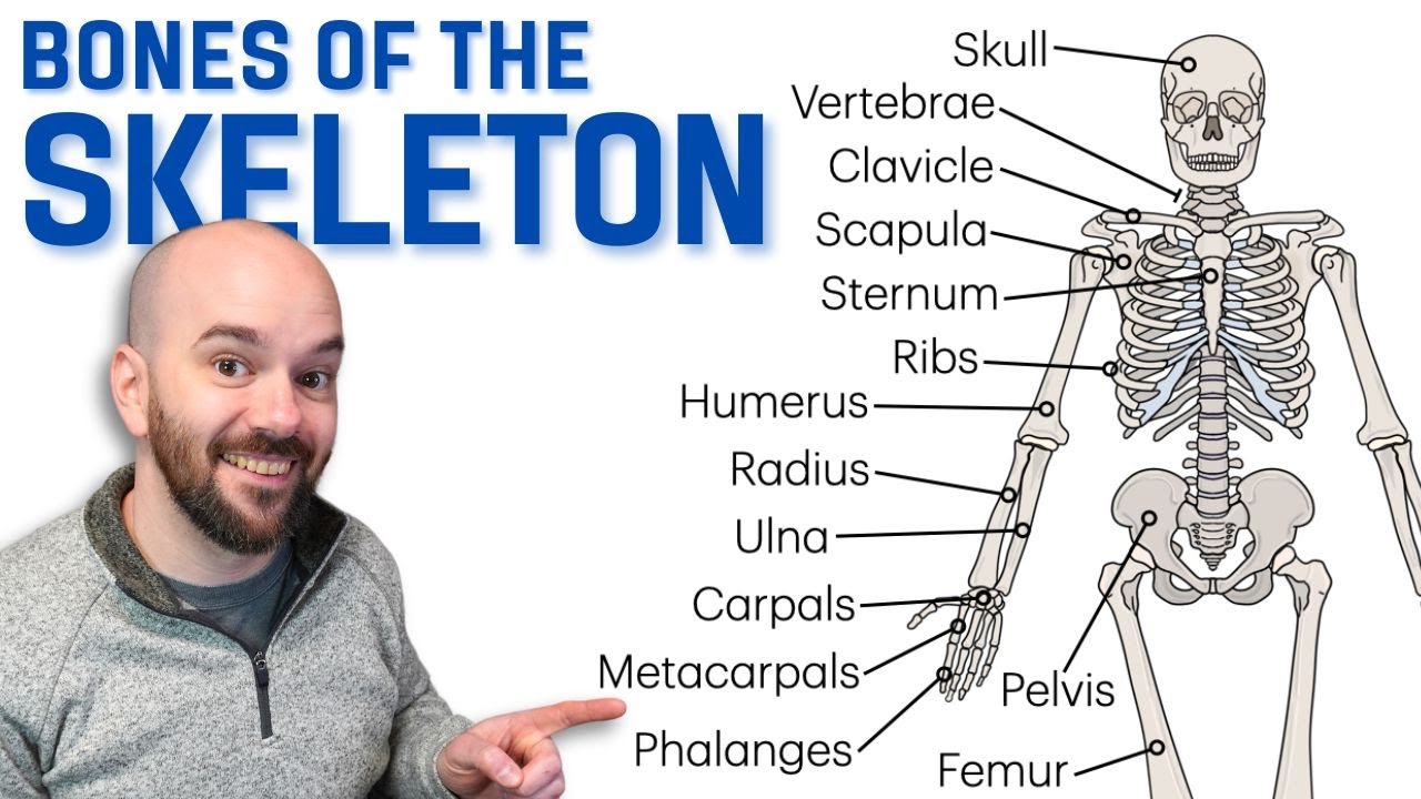 Bones of the Skeleton (UPDATED)