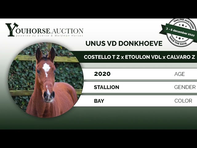 Youhorse.auction | Unus
