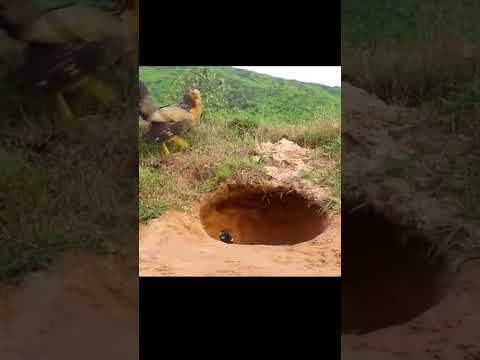 The brave mother hen fights against poisonous snakes to protect her chicks