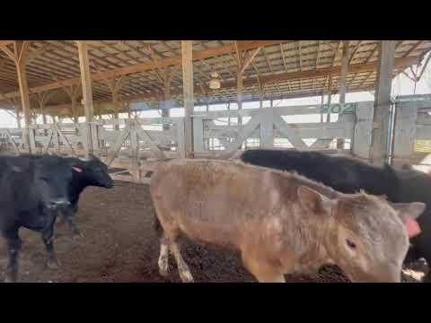 87 weaned steers weighing 619. Call or text 615-606-6216. They'll bring in high 250's-low 260's