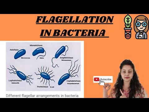 Different types of Flagellations in bacteria.