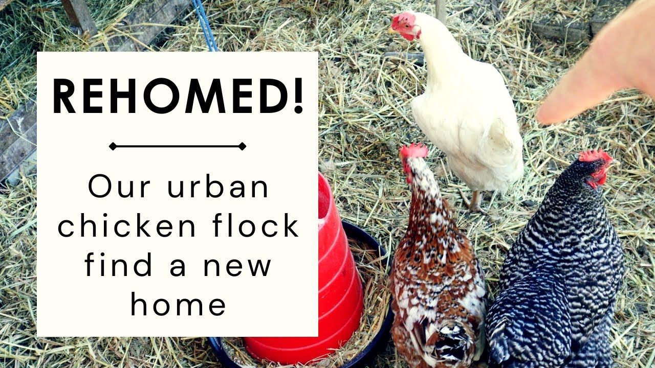 Rehoming our urban backyard chicken flock