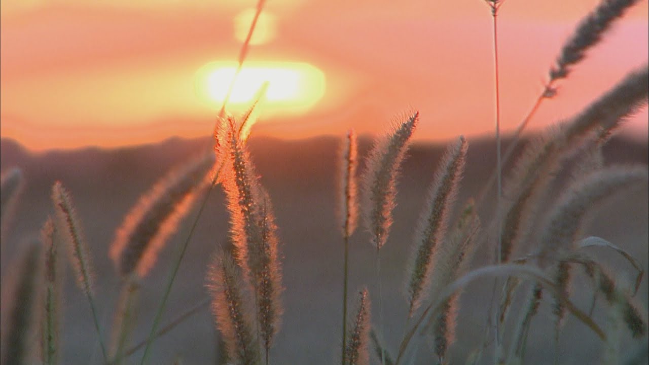 Grasslands and Climate Change | Minnesota Bound