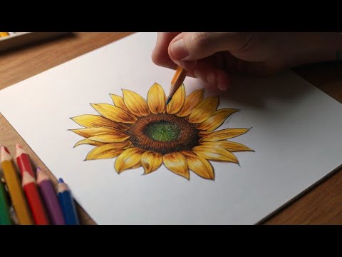 Easy Sunflower Drawing for Beginners | Step-by-Step Colored Pencil Tutorial