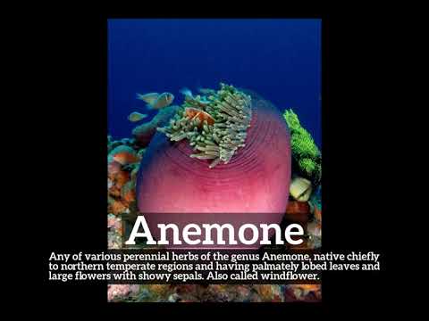 How to Say Anemone in English? | How Does Anemone Look? | What is Anemone?