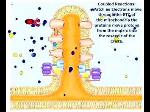 Electron Transport in Mitochondria