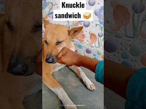 knuckle sandwich 🥪 | dog #shorts #dog #viral #shortfeed #funny