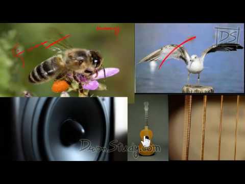 Sound : CBSE Class 9 IX Science (Physics) IN HINDI