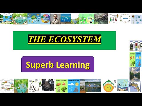 What is ecosystem? | What is characteristic of ecosystem? #ecosystem