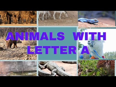 Animals Start with Letter A | A letter Animals