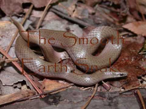 TheSuperHerper: Smooth Earth Snake