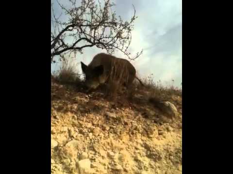 Alimentació :: El-porc-senglar