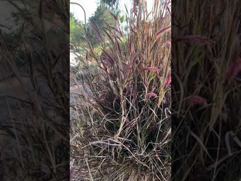 #Shorts | The Foxtail Plants | Why did They Call Fox Tail?