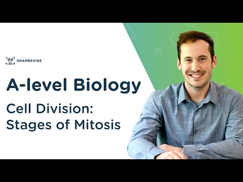 Cell Division: Stages of Mitosis | A-level Biology | OCR, AQA, Edexcel