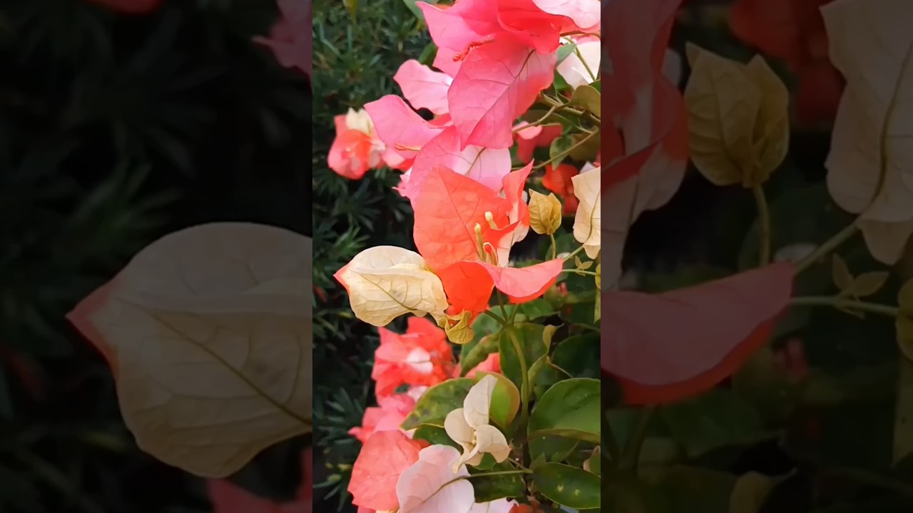 Bougainvillea maharani gradation #bougainvillea #flowers #ornamental plants #bougainvillea flower...