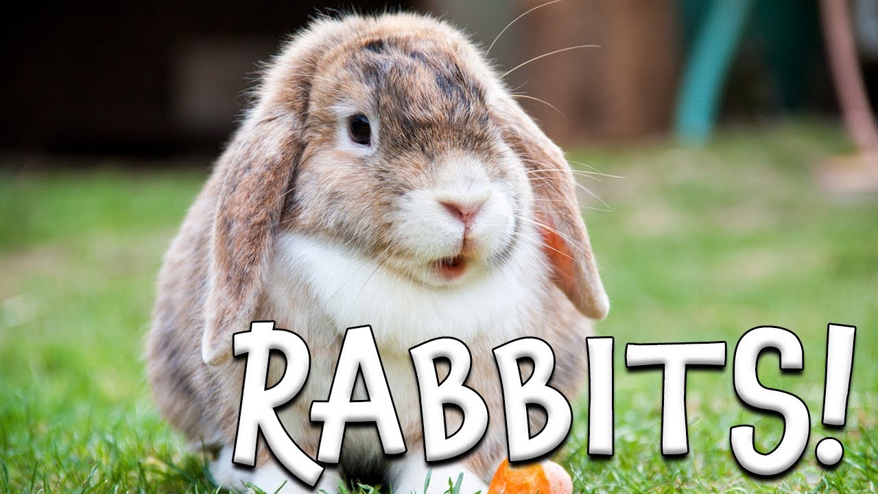 Rabbits!  Learn about Rabbits for Kids