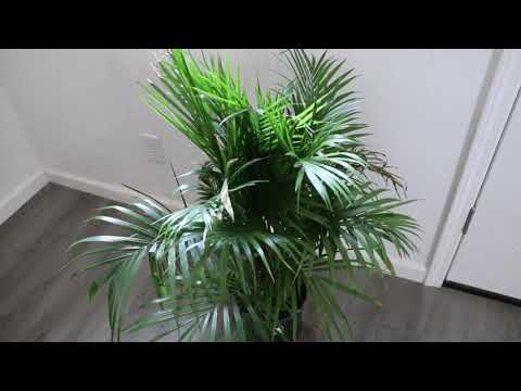 I Bought a Majesty Palm (Ravenea Rivularis)