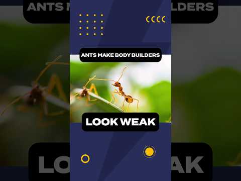 Ants are STRONG! 💪🏻